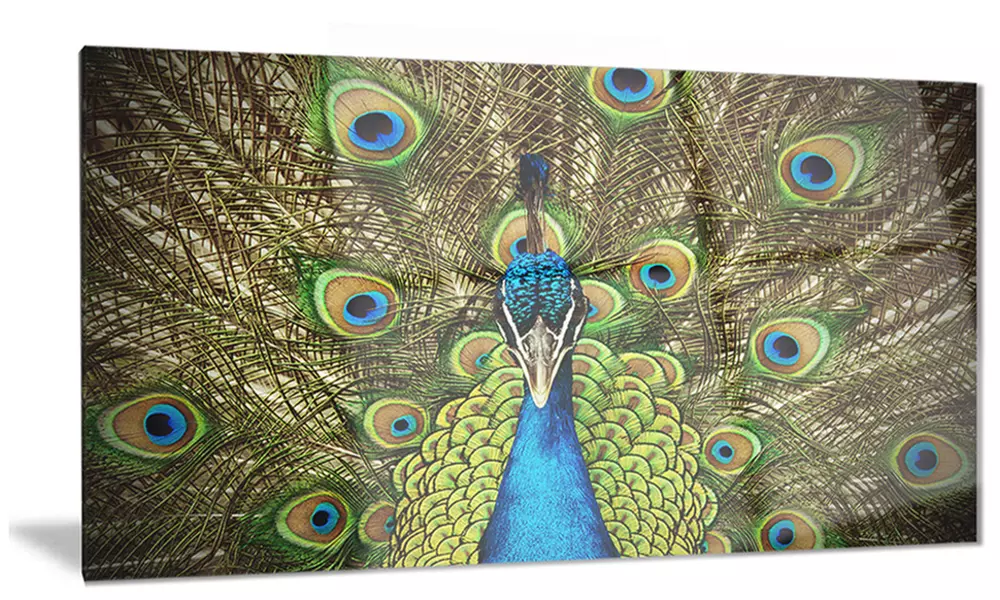 Grand Peacock Animal Photogra... | Groupon Goods