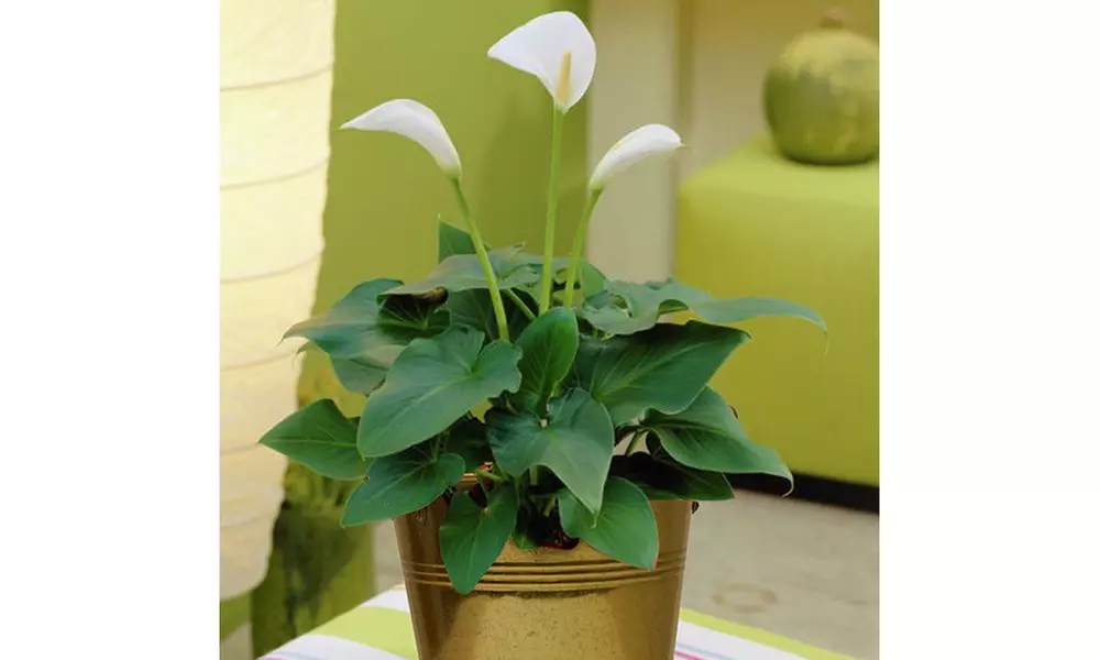 Calla Kit With Artisan Decora... | Groupon Goods