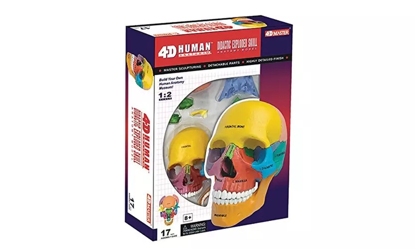 4D Master 26087 4D Anatomy Di... | Groupon Goods