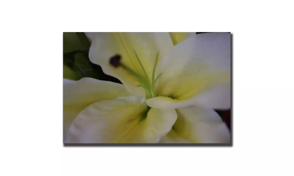 on Cary Hahn 'Lily' Canvas Art | Groupon Goods