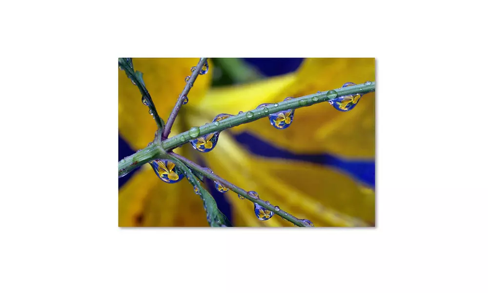 Steve Wall 'Lilly Drops' Canv... | Groupon Goods