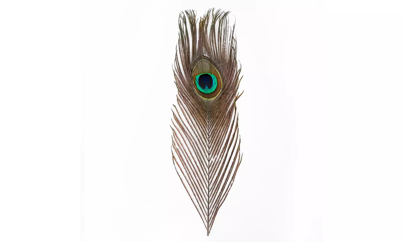 10 x 30cm Natural Peacock Fea... | Groupon Goods