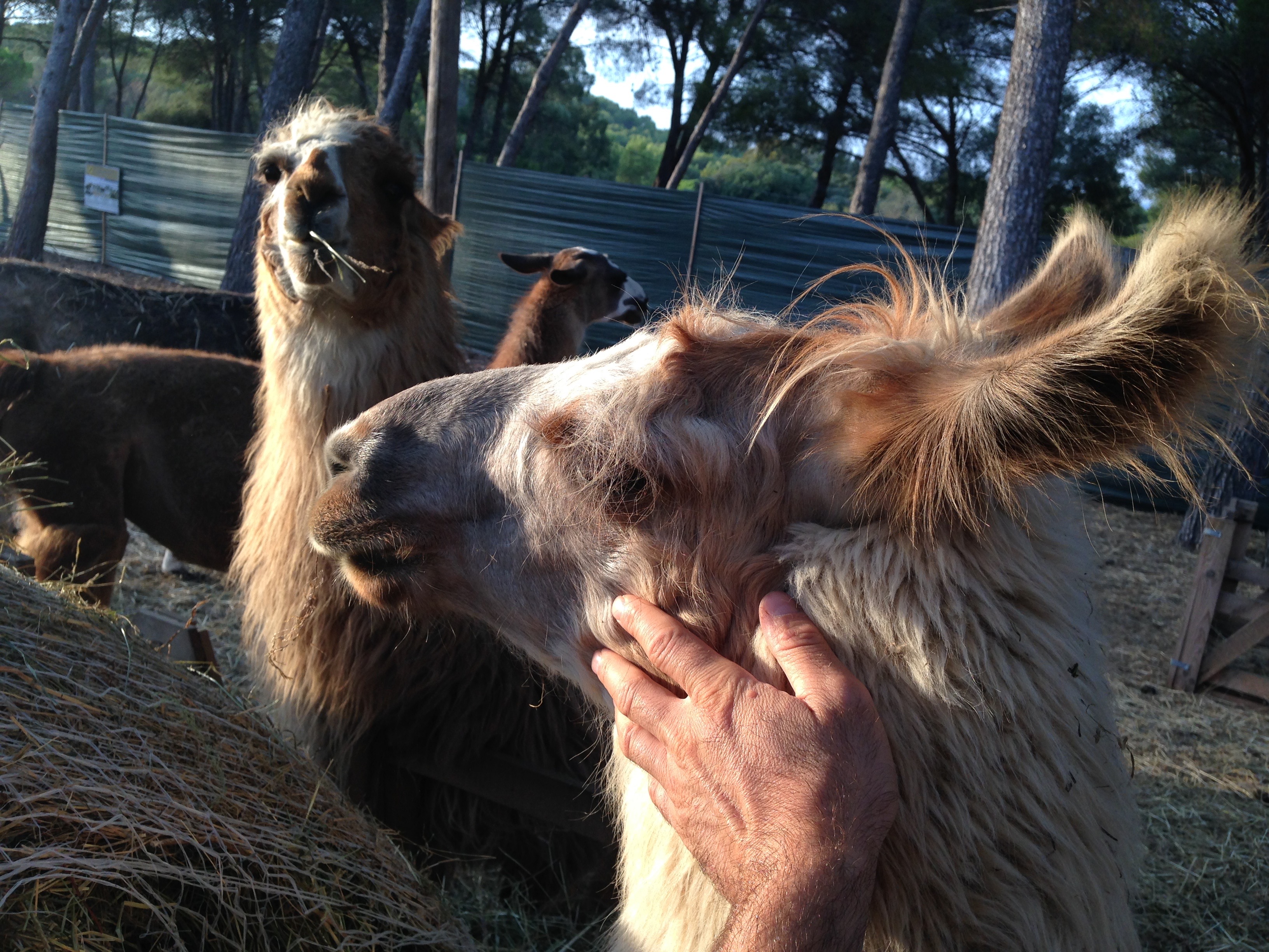 Var Lamas - Six-Fours-les-Plages, PROVENCE-ALPES-CÔTE D'AZUR | Groupon
