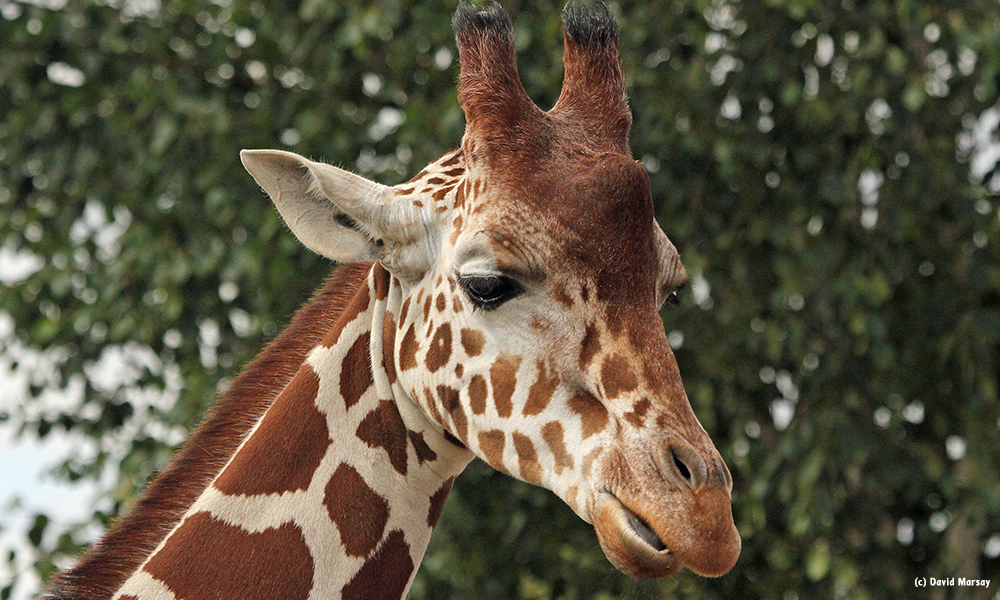 Colchester Zoo - Colchester, ESSEX | Groupon