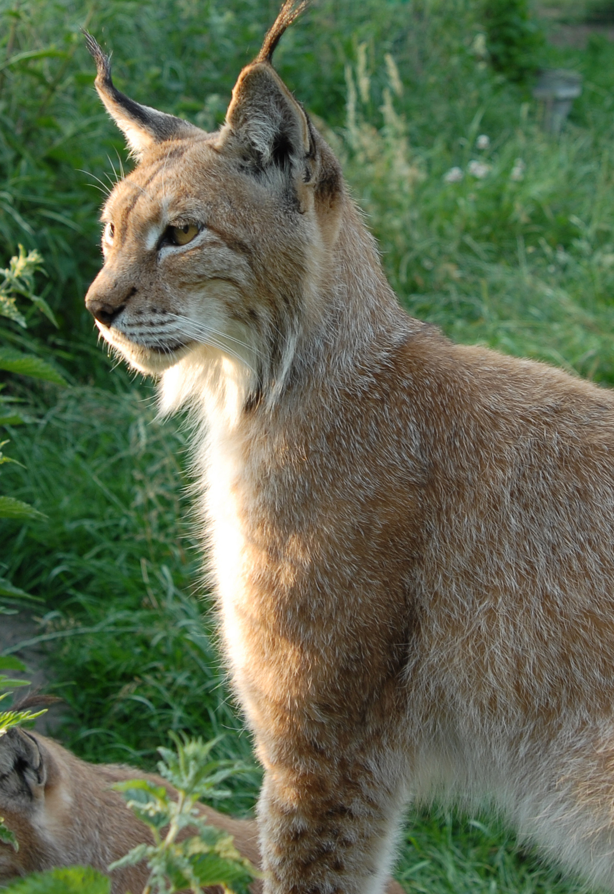 Shepreth Wildlife Park - Shepreth, Cambridgeshire | Groupon