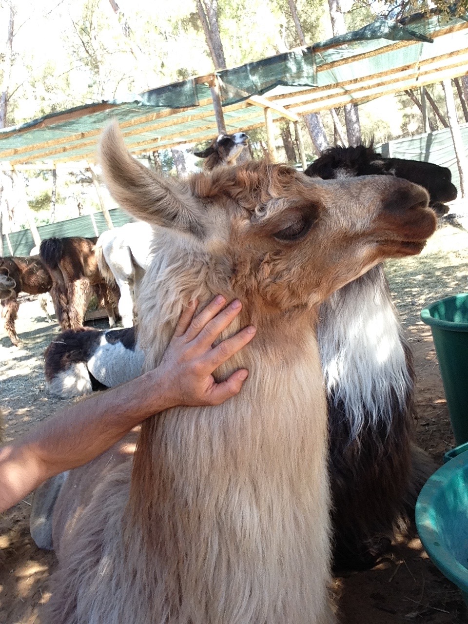 Var Lamas - Six-Fours-les-Plages, PROVENCE-ALPES-CÔTE D'AZUR | Groupon